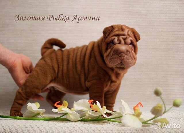 Щенки шарпей, чудо мальчишечка для шоу