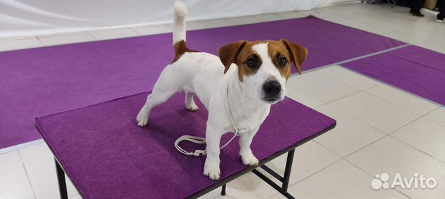 Джек Рассел терьерьер вязка