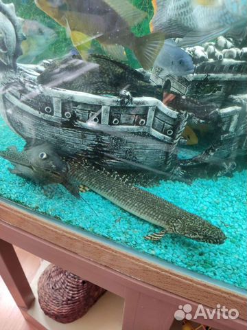 Орнатипинис