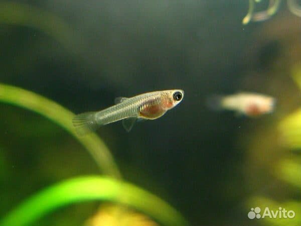 Мальки гуппи бесплатно