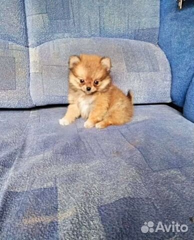 Шпиц померанец