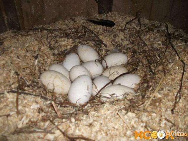 Инкубационные гусиные яйца