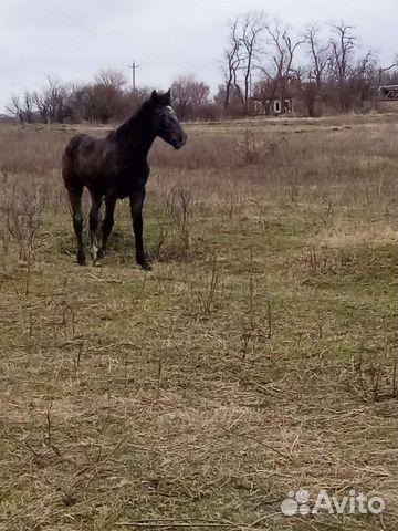 Жеребенок без документов, орловский рысак