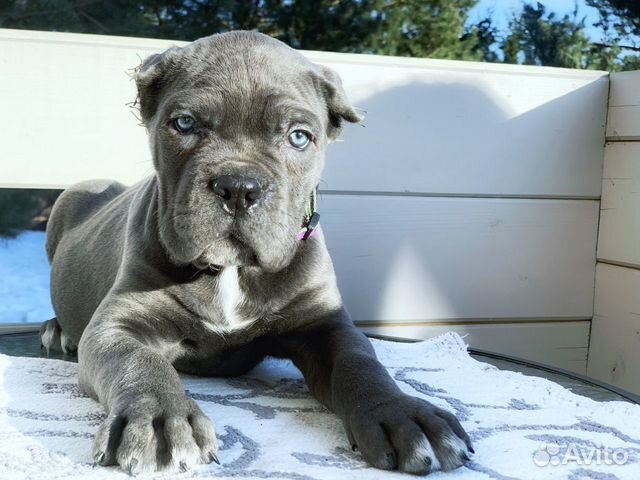 Серый мальчик кане корсо