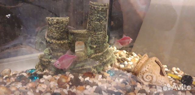 Рыбка-карамелька-Тернеция +лягушка-малышка