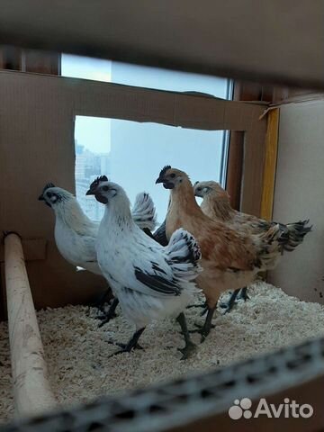 Петухи Люйкедандзи 2 месяца