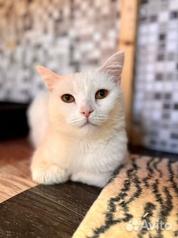 Кошечка девочка Соня 1,5 года