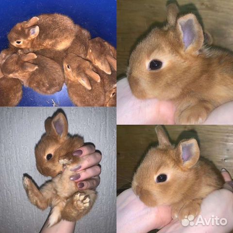 Крольчата нзк