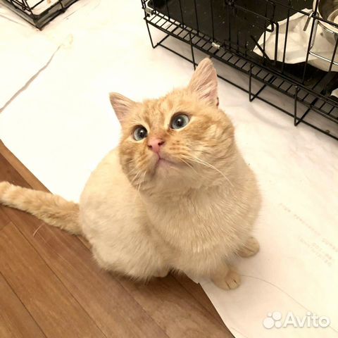 Голубоглазого ласкового Беляша бросили в деревне