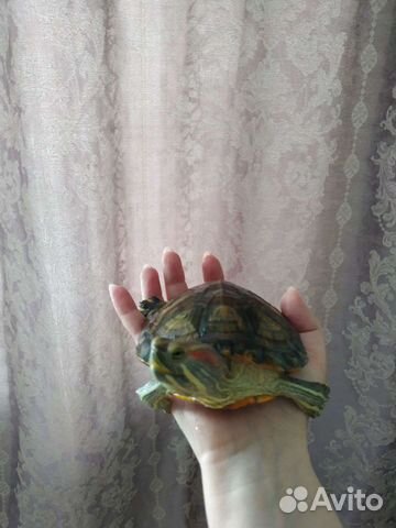 Красноухая черепаха