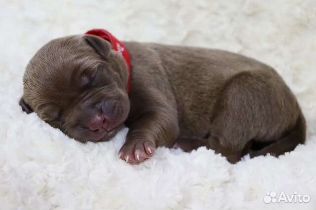 Щенки питбуля. Шоколадные, палевые