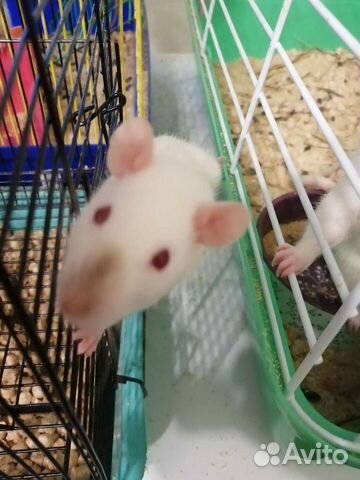 Декоративная крыса