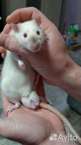 Декоративная крыса сиамская