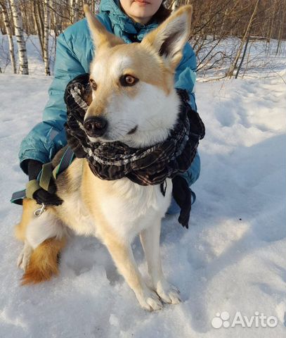 Великолепный пес Патрик не выживет в приюте