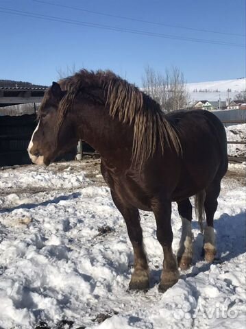 Жеребец тяжеловоз