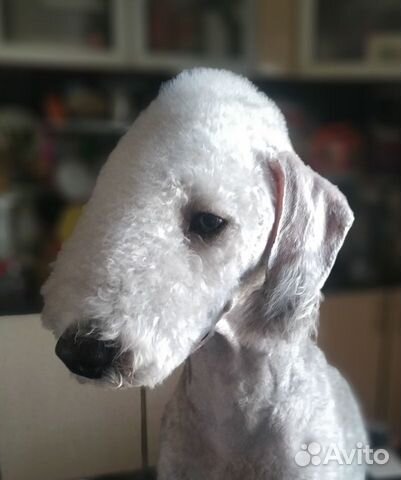 Бедлингтон терьер