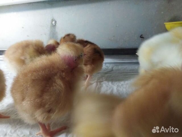 Цыплята бройлеры цветной