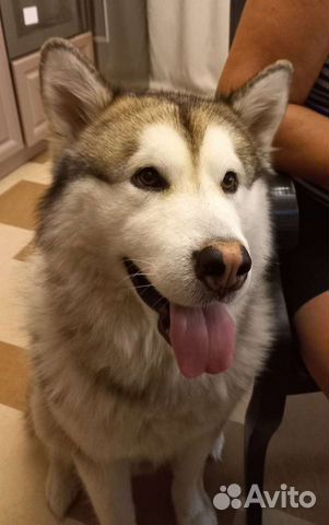 Аляскинский маламут вязка