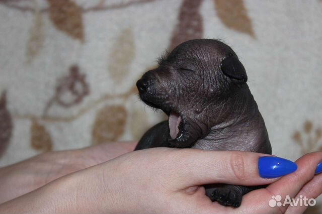 Мексиканская голая собака мини (Ксолоитцкуитли)