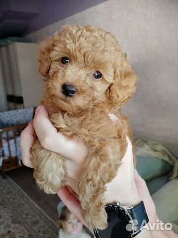 Щенки той пуделя