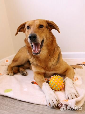 Привет, я Тима