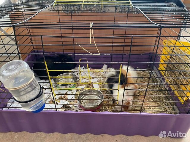 Морские свинки