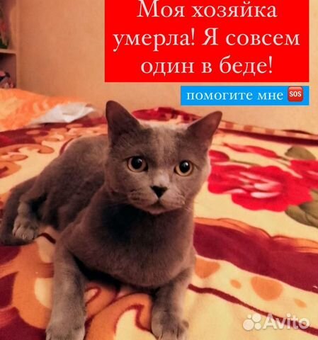 Британец серый в дар