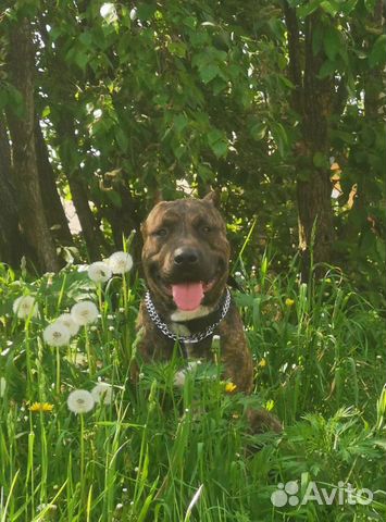 Стаффордширский терьер кабель зевс