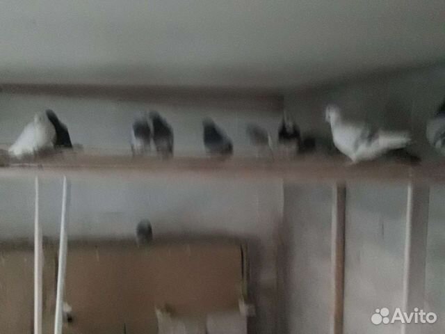 Продажа голубей