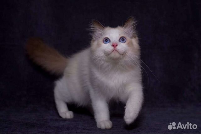 Регдолл котенок