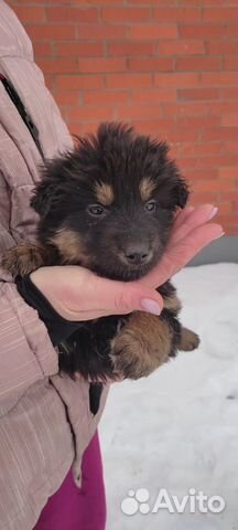 Милейший щенок ищет любящих хозяев