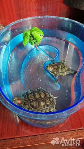 Красноухая черепаха