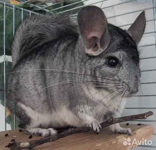 Шиншилла серый стандарт