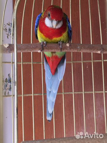 Попугай розелла мальчик