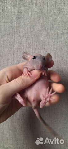 Крыса сфинкс