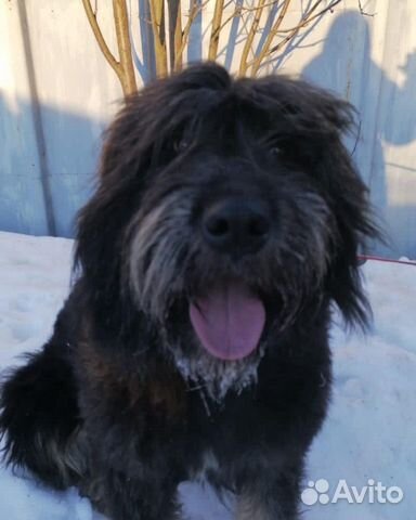Русский черный терьер (цветной) в дар