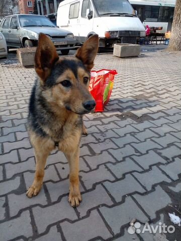 Собака