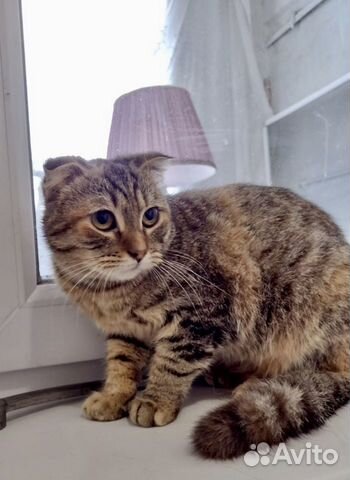 Котенок вислоухая девочка