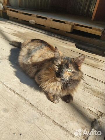 Кошка