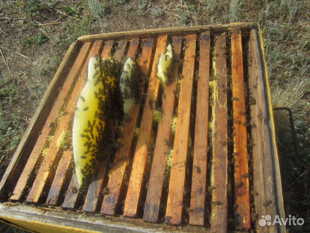 Пчелопакеты карпатка карника