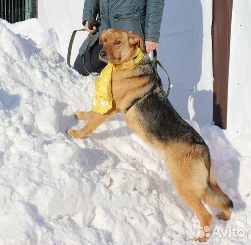 Самая верная собака ждет своего спасителя