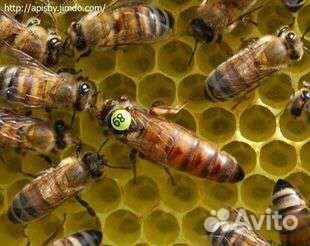 Пчелы карпатка,матки