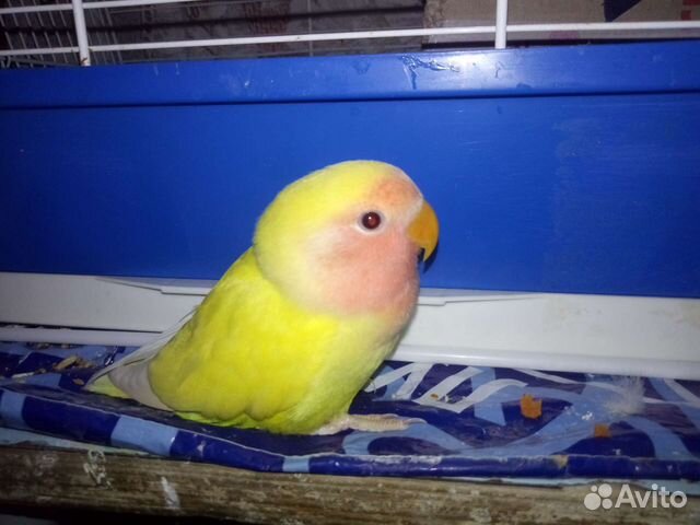 Птенец неразлучника