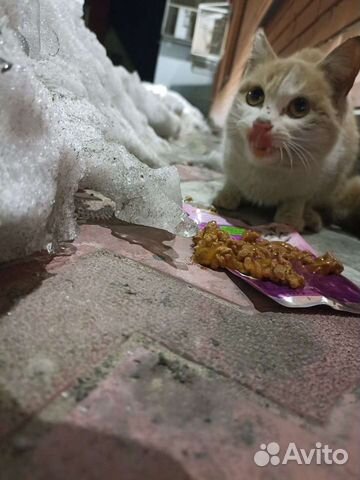 Замерзший котёнок ищет дом