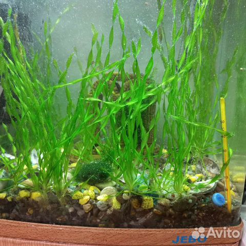 Валлиснерия спиральная