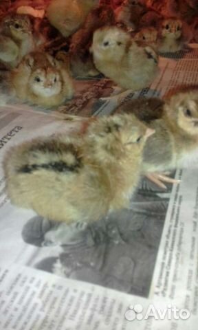 Цыплята суточные