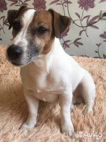 Вязка джек рассел терьер