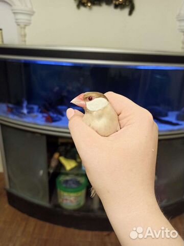 Пара рисовых амадин