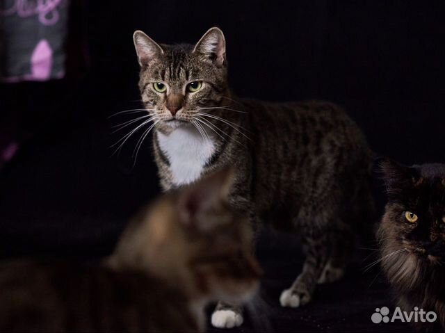 Котопес Рокки ищет дом