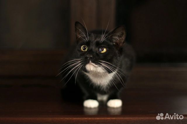 Кошка Селена ищет хозяина